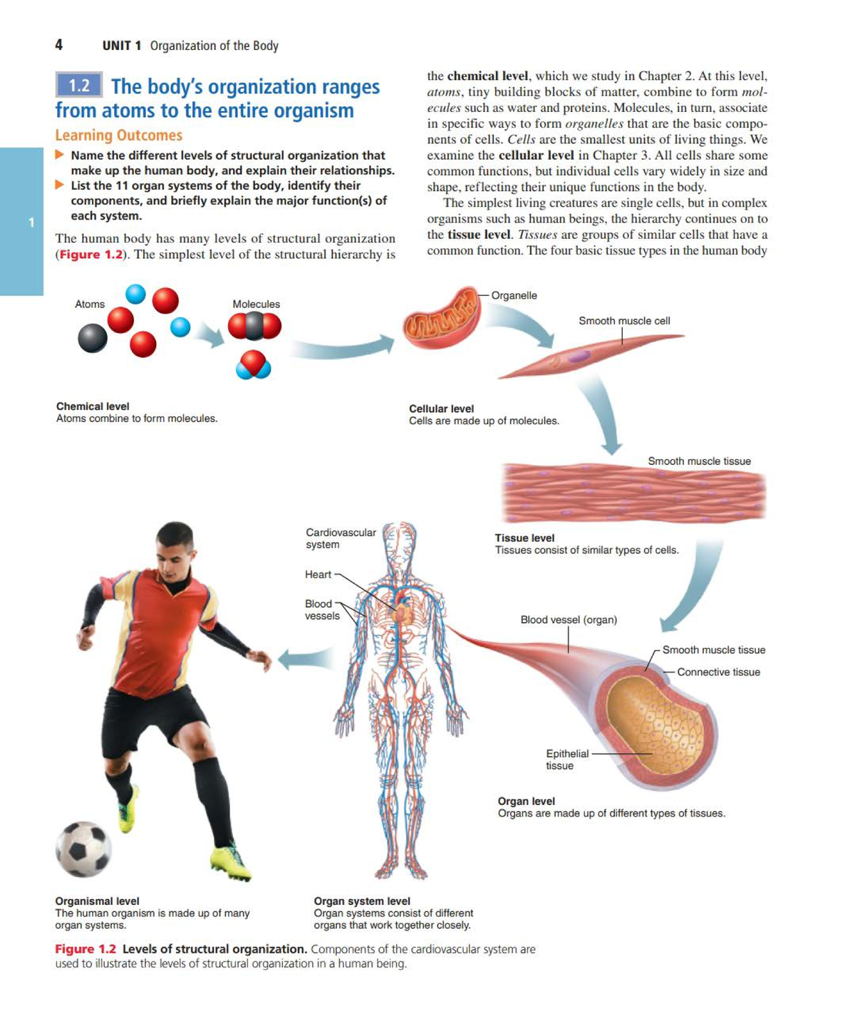 Understanding Human Body Organization: Structural Levels & Functions ...