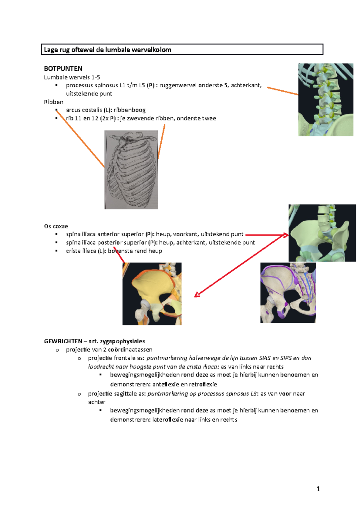 Anatomie botten en spieren - Lage rug oftewel de lumbale wervelkolom ...