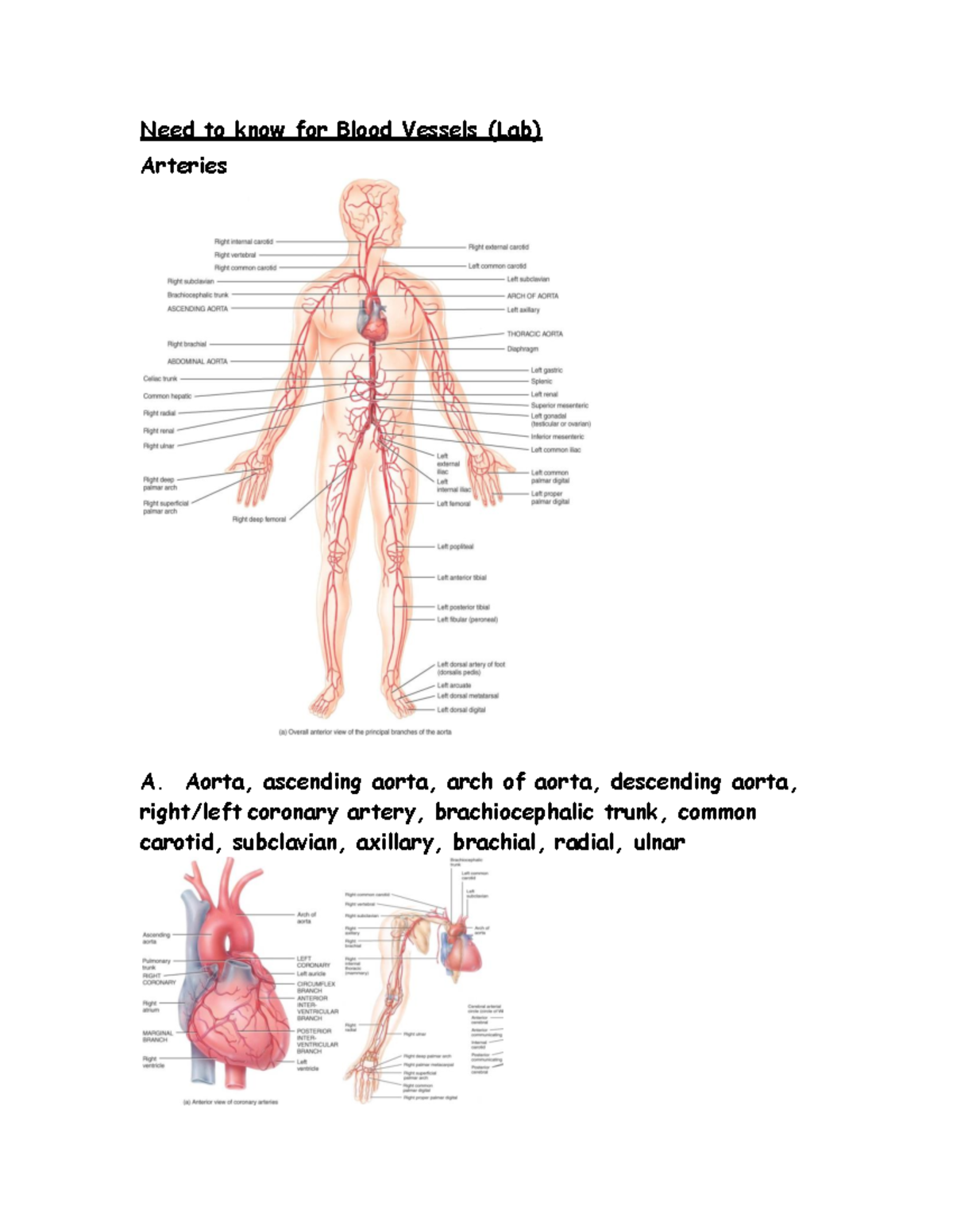 Blood Vessels (Lab) Study Guide: Arteries and Veins Overview - Need to ...