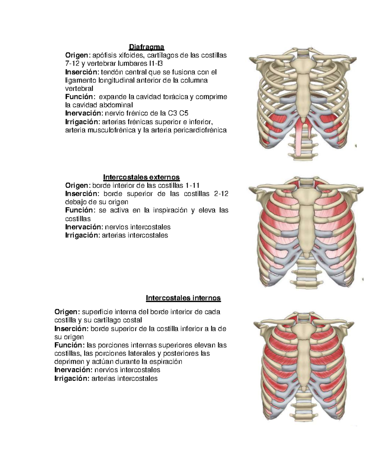 Musculos toraxicos - NOTAS - Diafragma Origen: apófisis xifoides ...