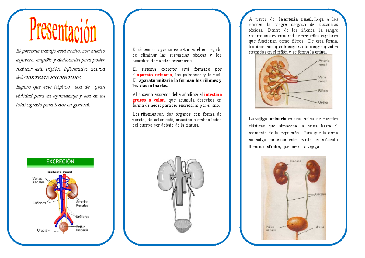 414631577 Triptico Del Sistema Excretor - A través de la arteria renal, llega a los riñones la ...