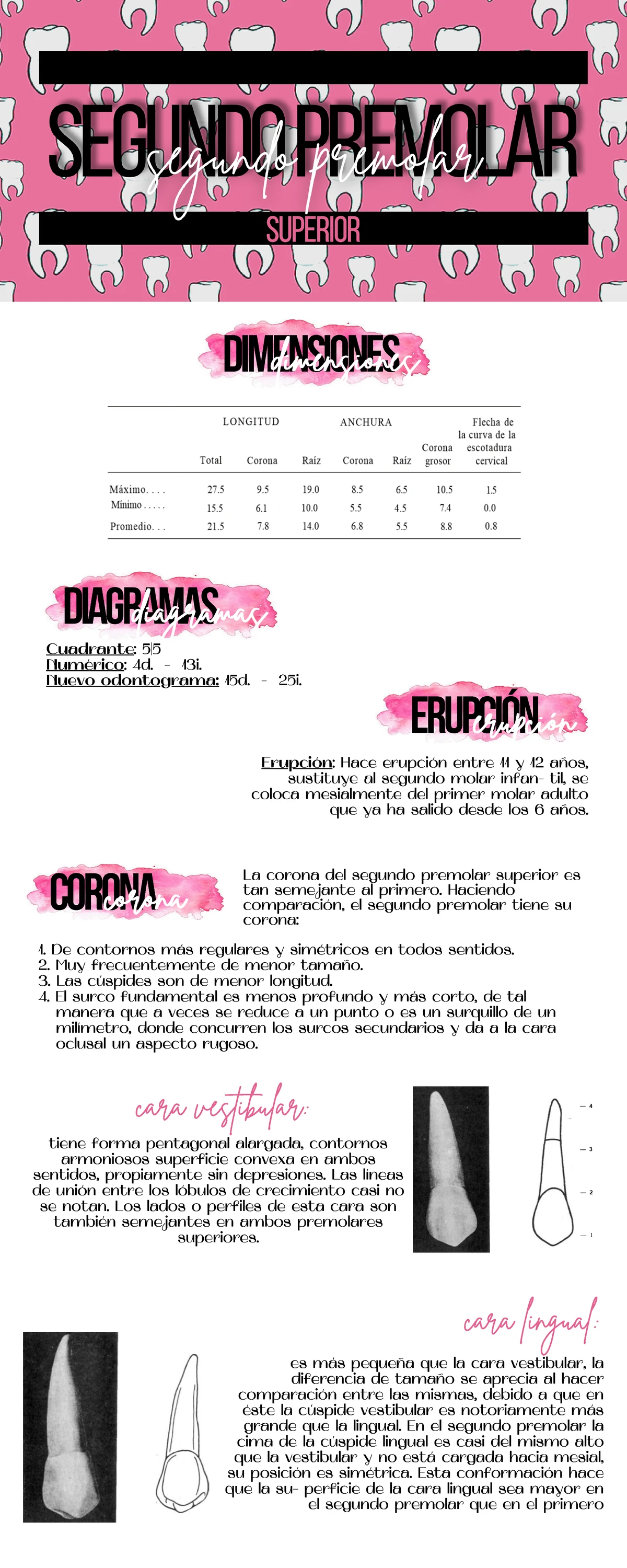 Incisivo Central Superior - ANATOMIA DENTAL ARIAKNA ORTEGA MARTINEZ ...