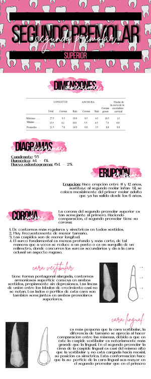 Primer premolar inferior - Primer premolar inferior Diente con la ...