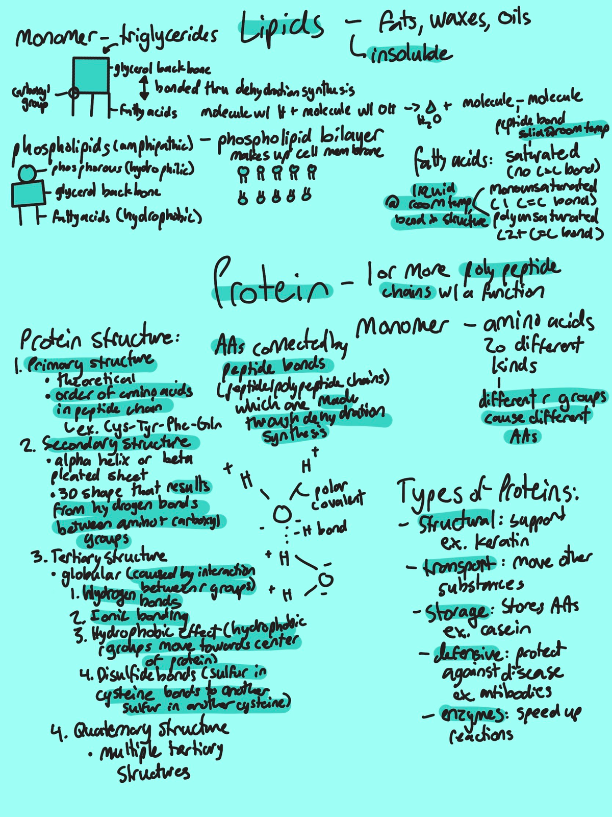 Lipids + Proteins - Lipids fats, waxes, oils insolulde glycerol back ...