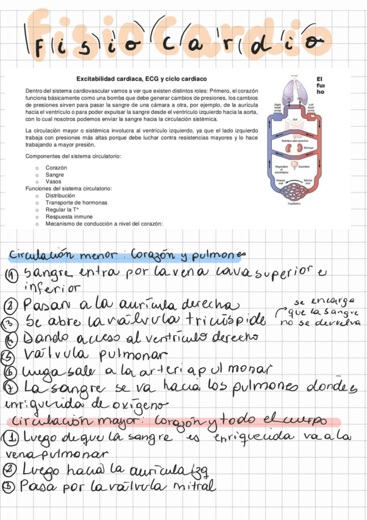 Resumen de Fisiología Humana: Excitabilidad Cardíaca y Ciclo Cardíaco ...