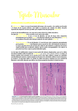 TEJIDO EPITELIAL: Organización Celular y Matriz Extracelular - Nnnno ...