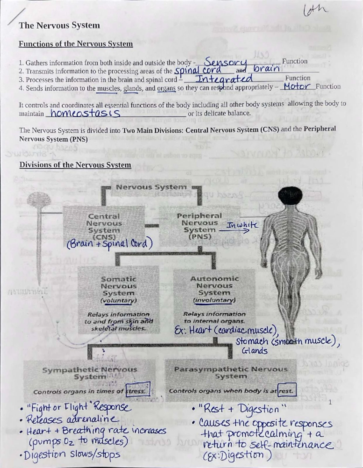 CNS ID pictures - For an exam - GENERALIZED SPINAL NERVE M. .AT Y C ...