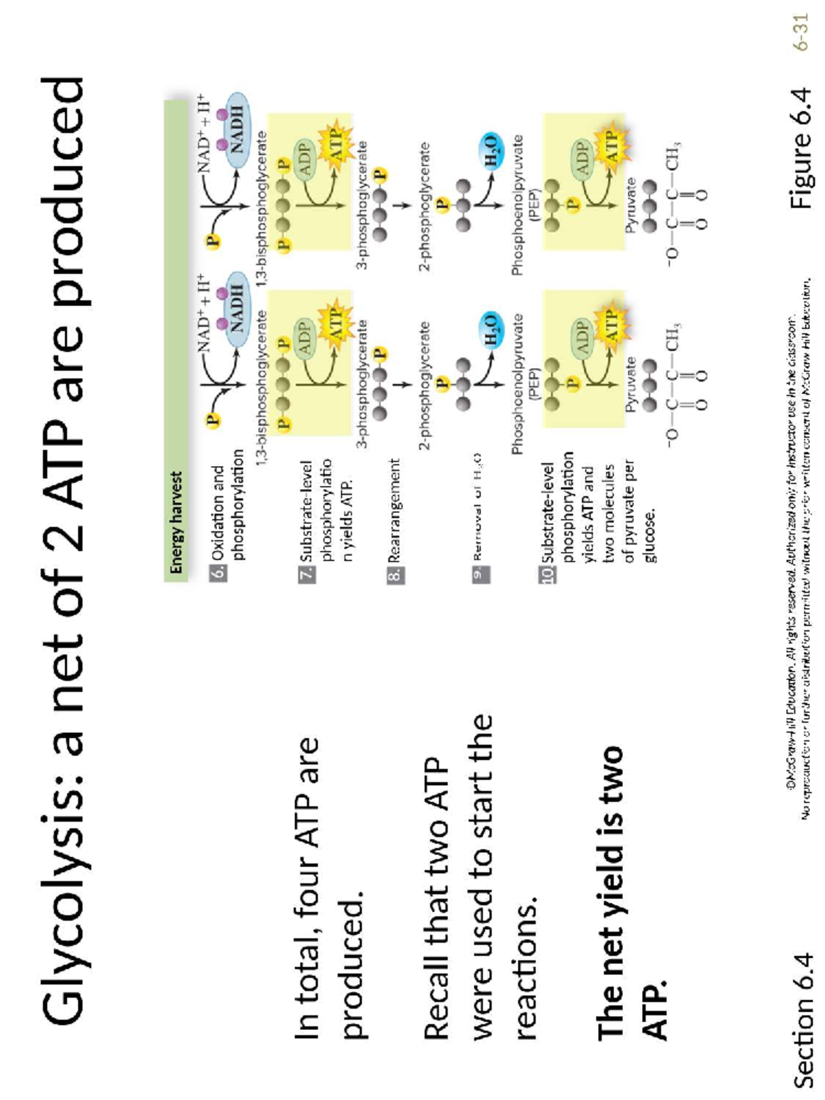 Chapter 6: Glycolysis and Cellular Respiration - BIO-101-D20 - Studocu