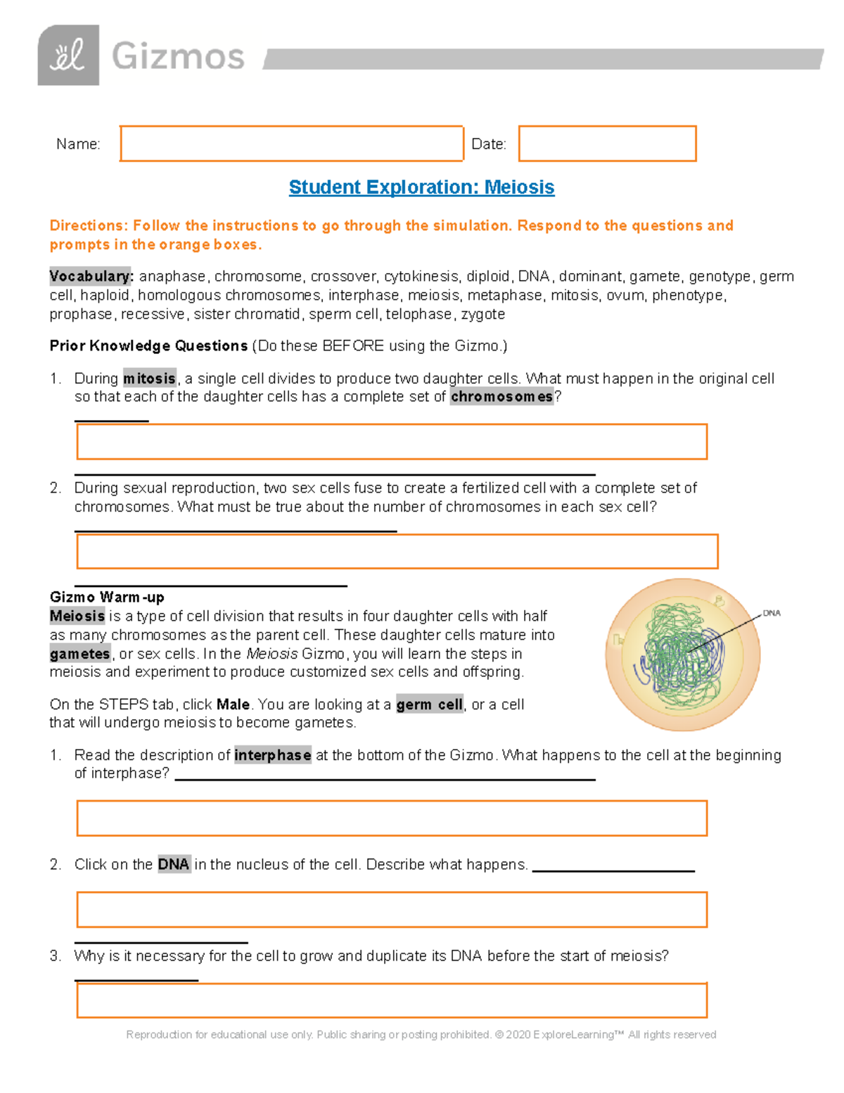 Meiosis worksheet - Name: Date: Student Exploration: Meiosis Directions ...
