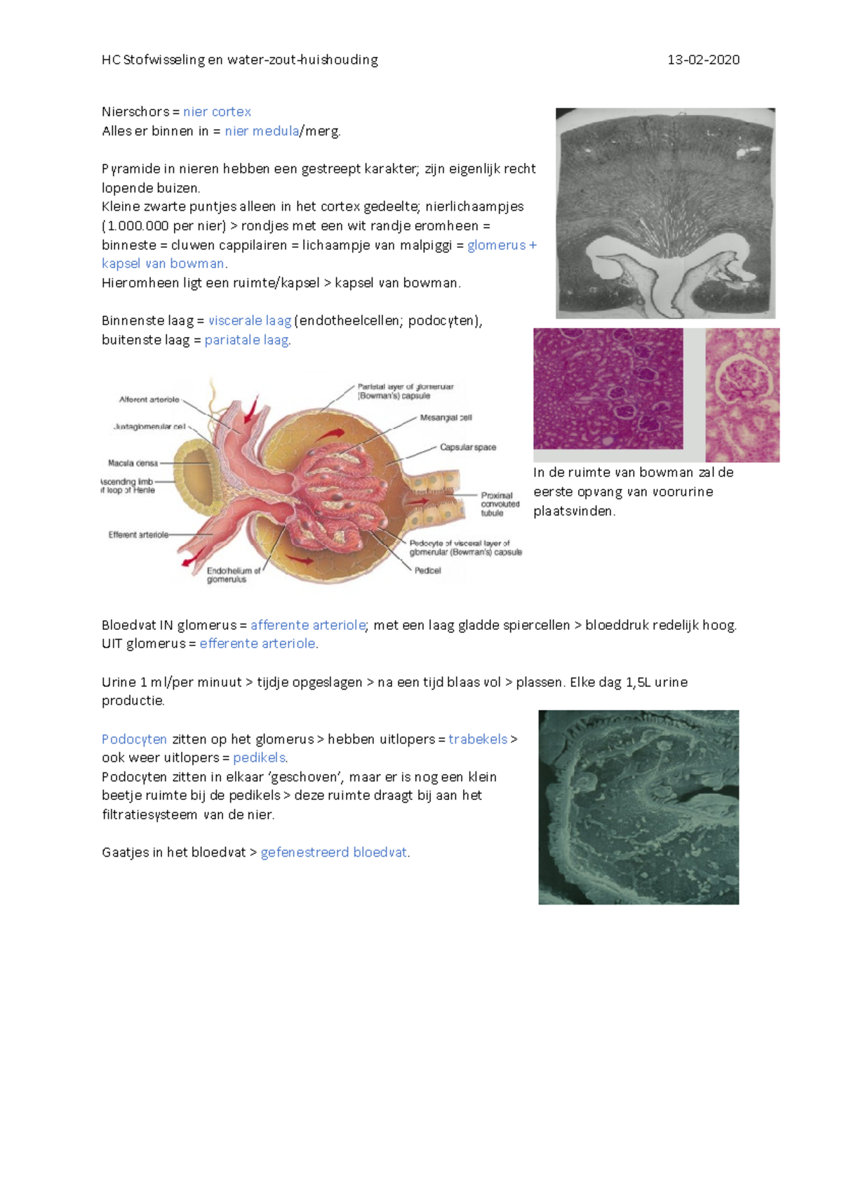 HC Stofwisseling en Water-Zouthuishouding: Nier Anatomie en Functie ...
