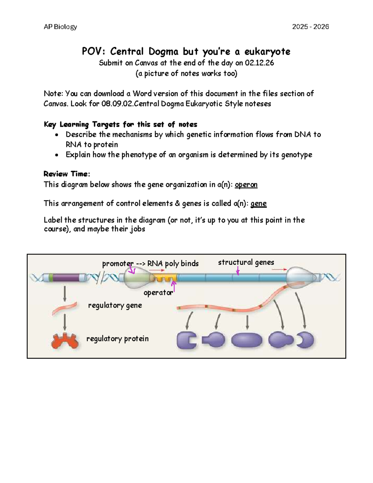 AP Biology 2025-2026: Eukaryotic Central Dogma Notes - Studocu