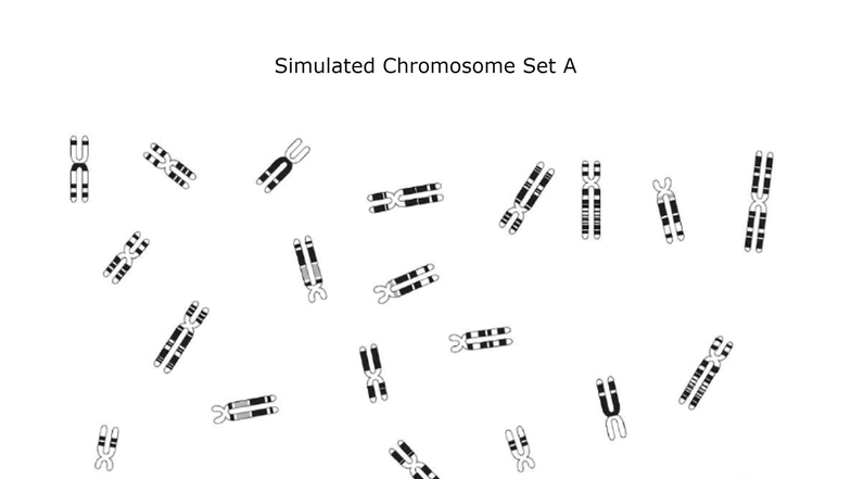 Simulated Chromosome Sets A to E Overview - Course 580207 - Studocu