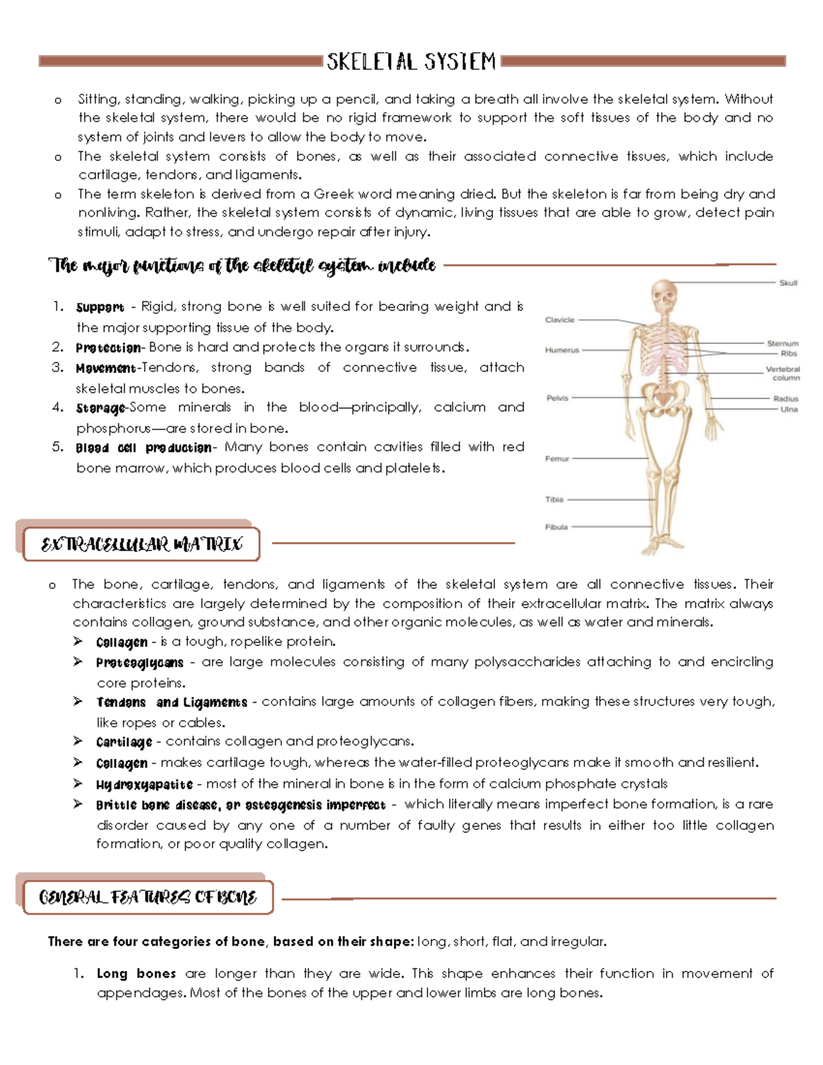 Skeletal System Overview - Key Concepts and Functions - Studocu