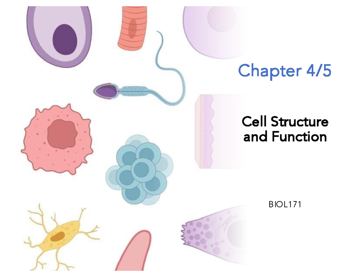 BIOL171 Final Exam Review: Overview of Cell Structure & Function - Studocu
