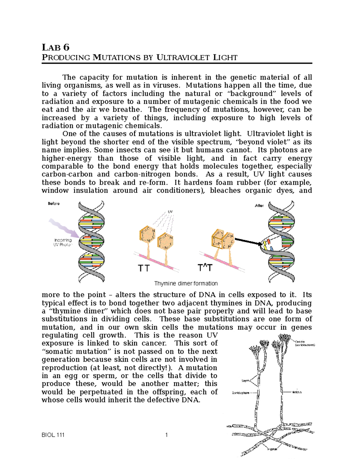 Bio 111 Lab 6 Mutations - Lab - LAB 6 PRODUCING MUTATIONS BY ...