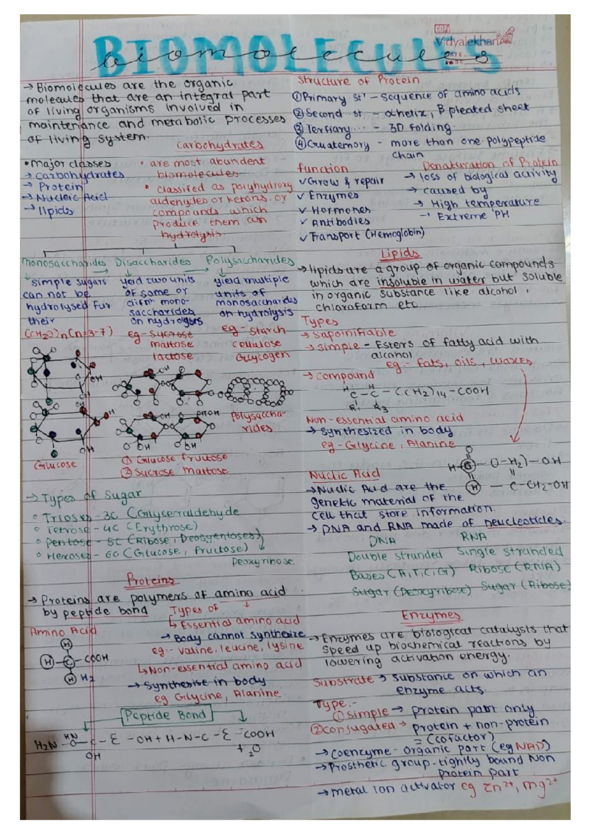 Biomolecules Overview: Proteins, Nucleic Acids, and Enzymes - Studocu
