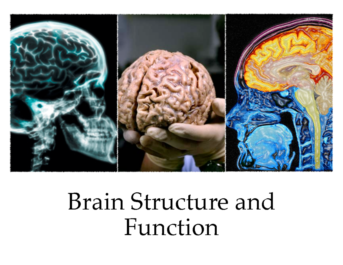 PDF - U4L6 - Structure and Function of the Brain - Brain Structure and ...