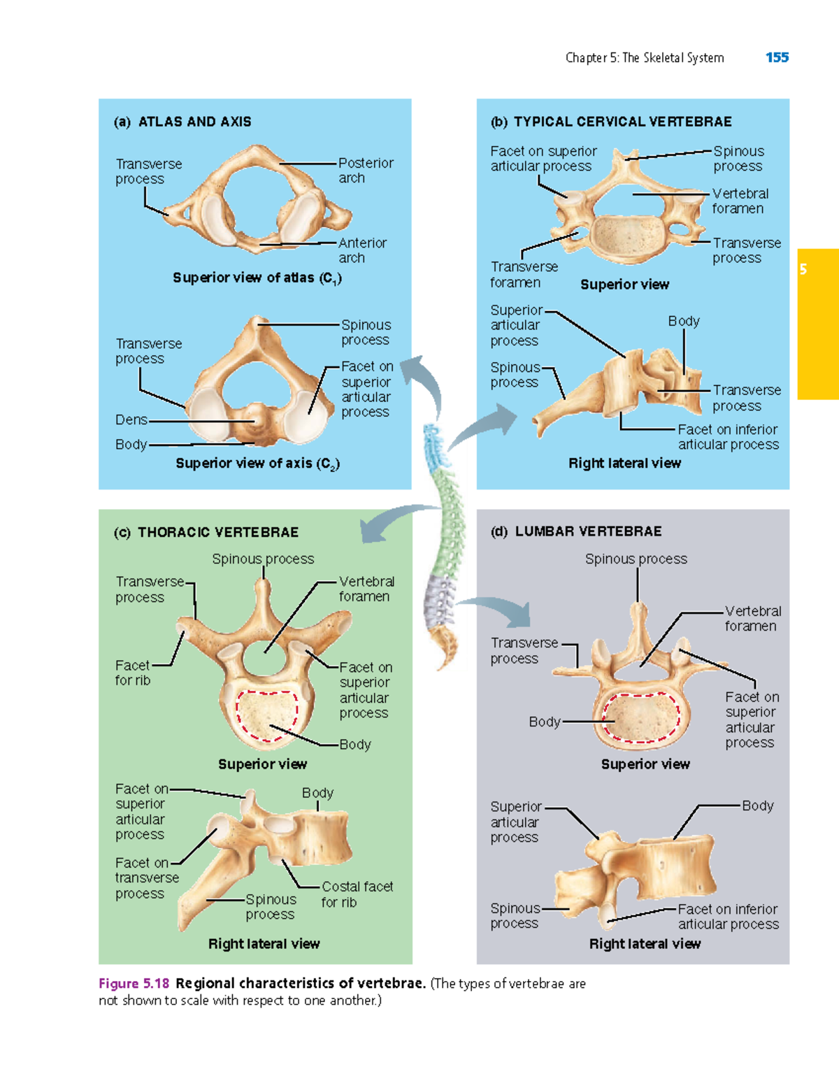 Anatomy and physiology 1-62 - Chapter 5: The Skeletal System 155 5 Dens ...