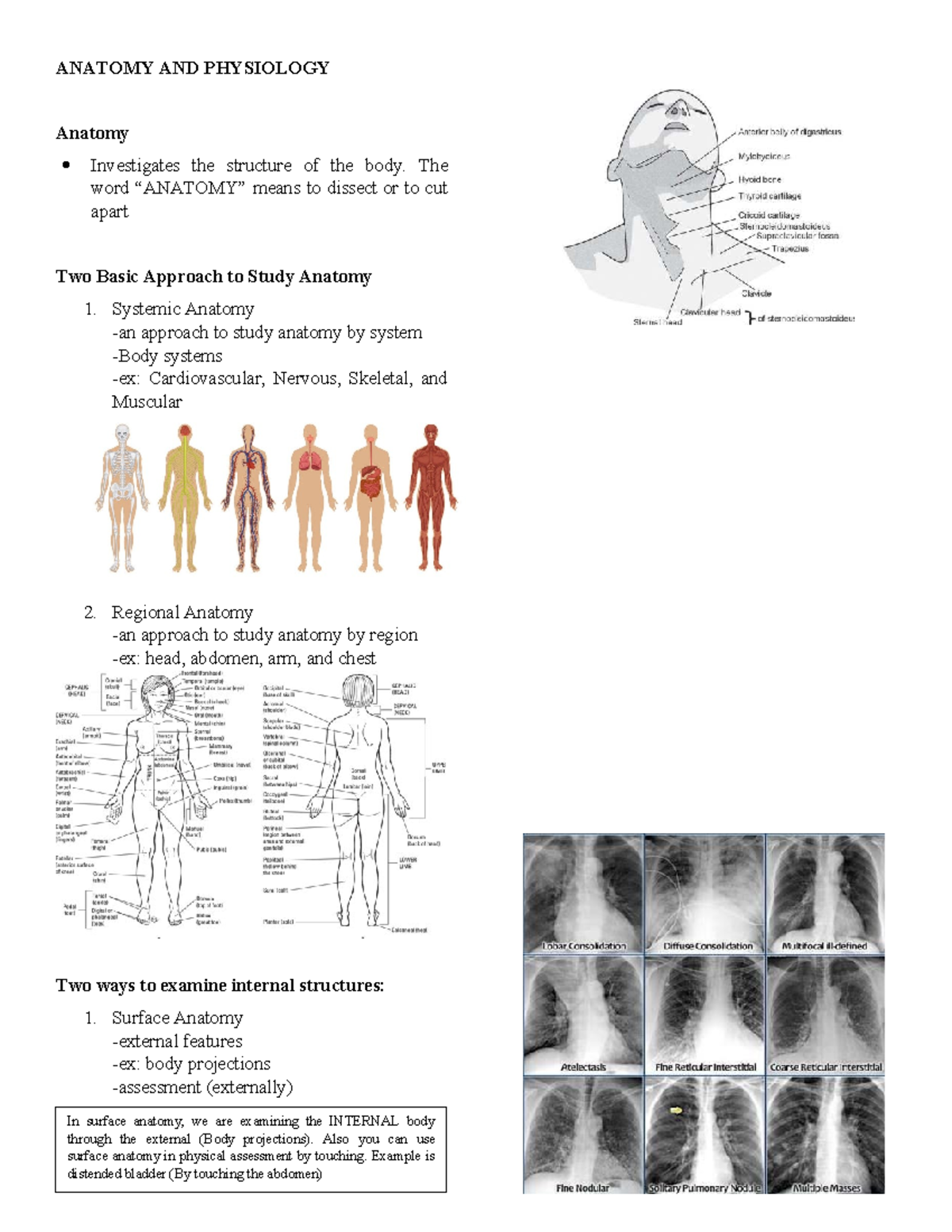 ANATOMY AND PHYSIOLOGY: Structure and Function Overview - Studocu