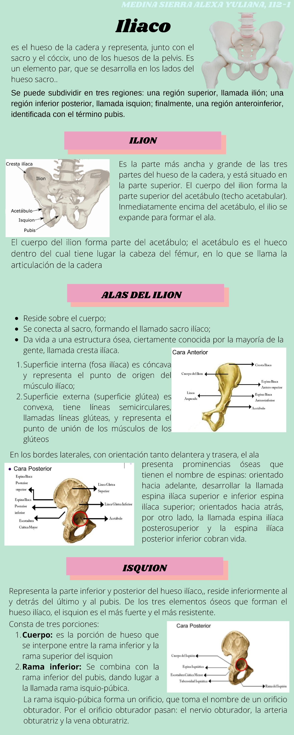 Anatomía Del Hueso Ilíaco Pelvis ósea: Ilion, Isquion, Pubis