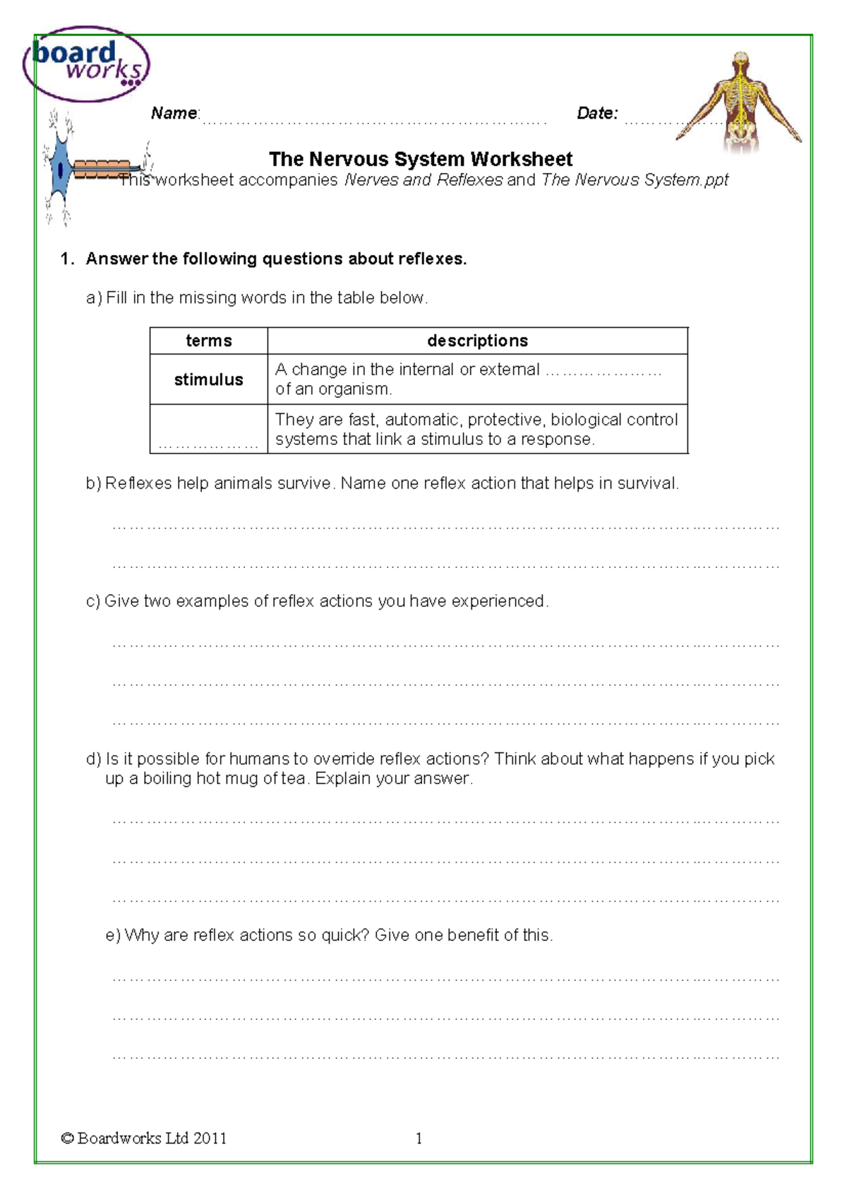 Nervous System Worksheet: Reflexes & Sensory Responses - Studocu