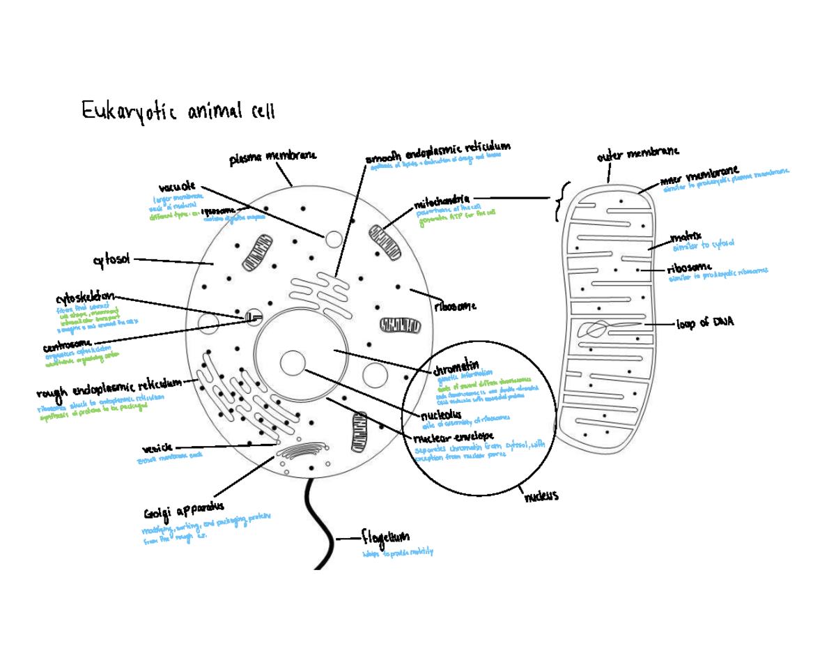 Eukaryotic Animal Cell Structure and Function Overview - Studocu
