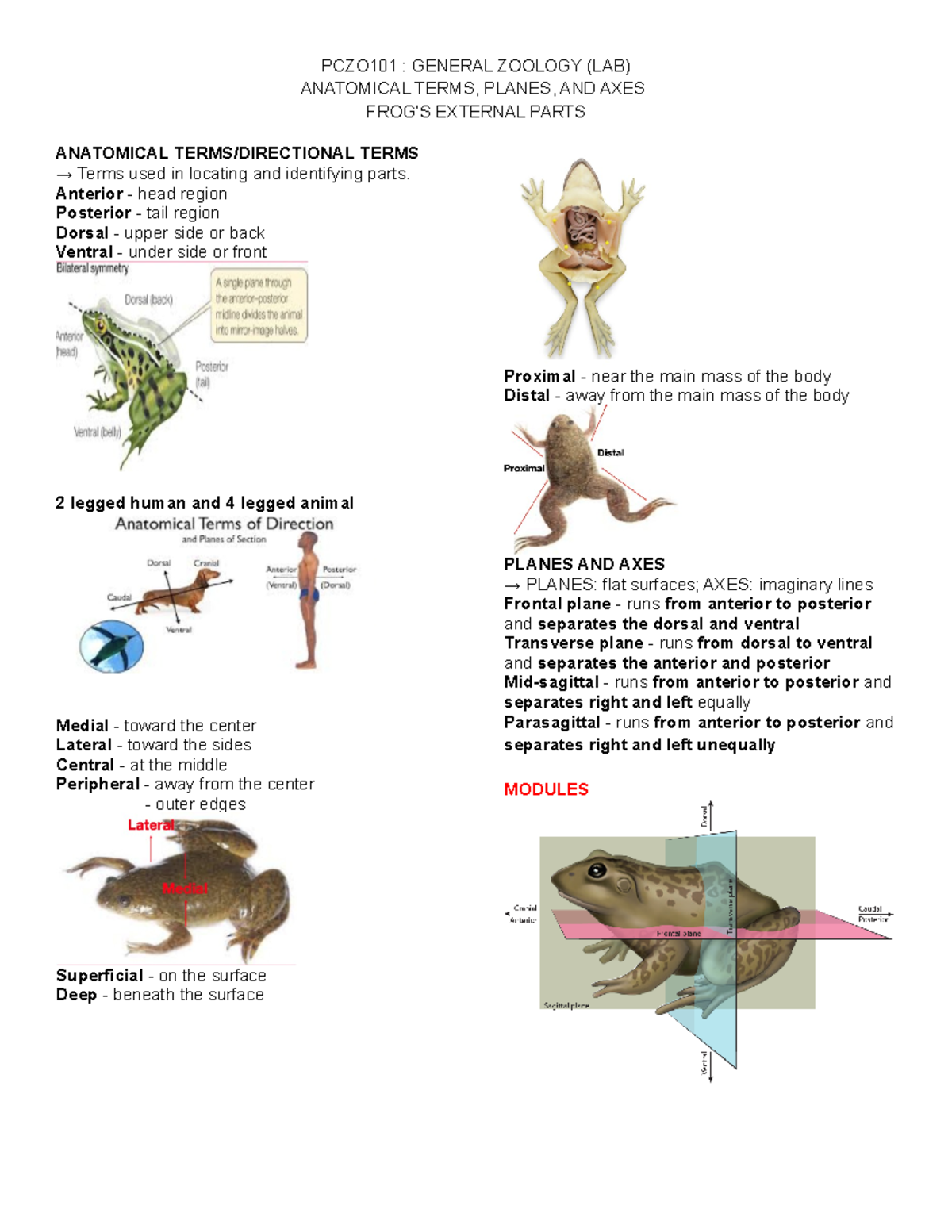 PCZO101: Anatomical & Directional Terms in General Zoology Lab - Studocu