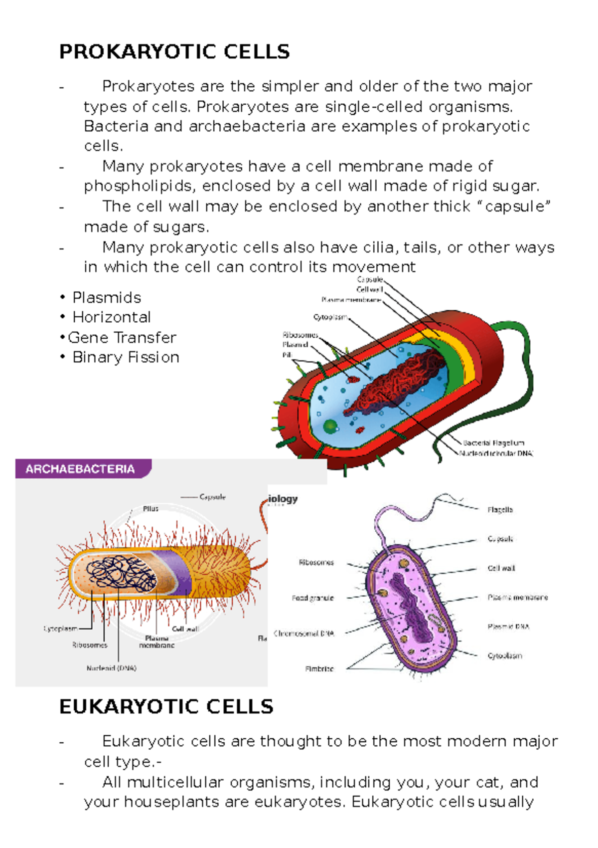Prokaryotic vs Eukaryotic Cells: Key Concepts & Review Notes - Studocu
