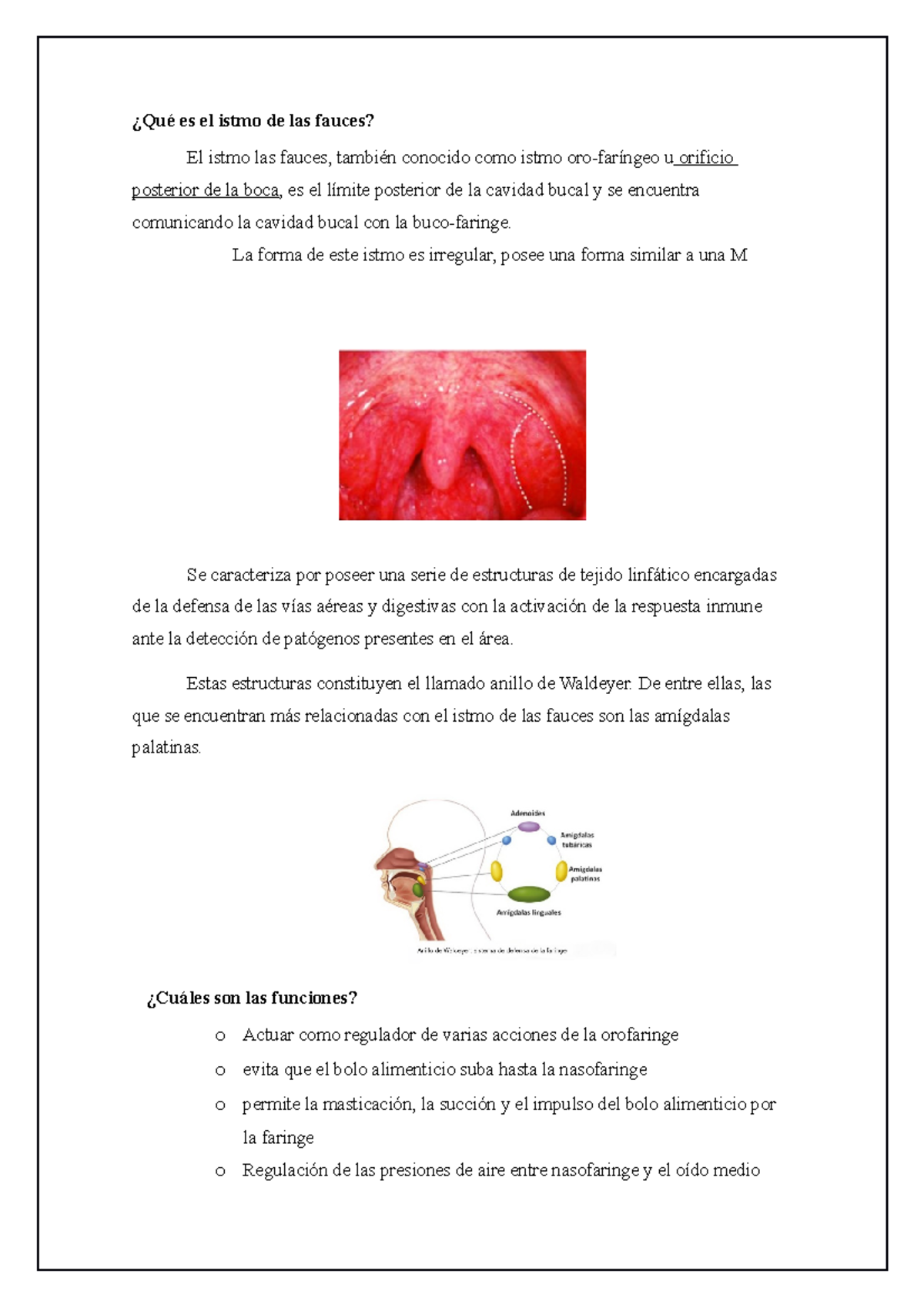 Istmo DE LAS Fauces - Resumen - ¿Qué es el istmo de las fauces? El ...