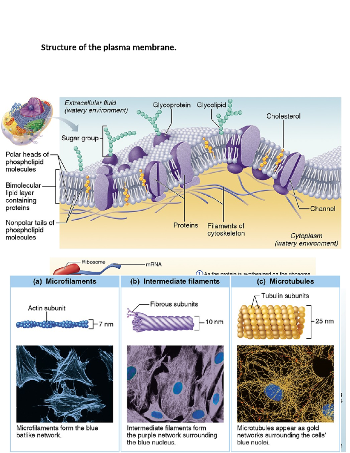 Organelles:cells pics - PATH222 - Structure of the plasma membrane ...