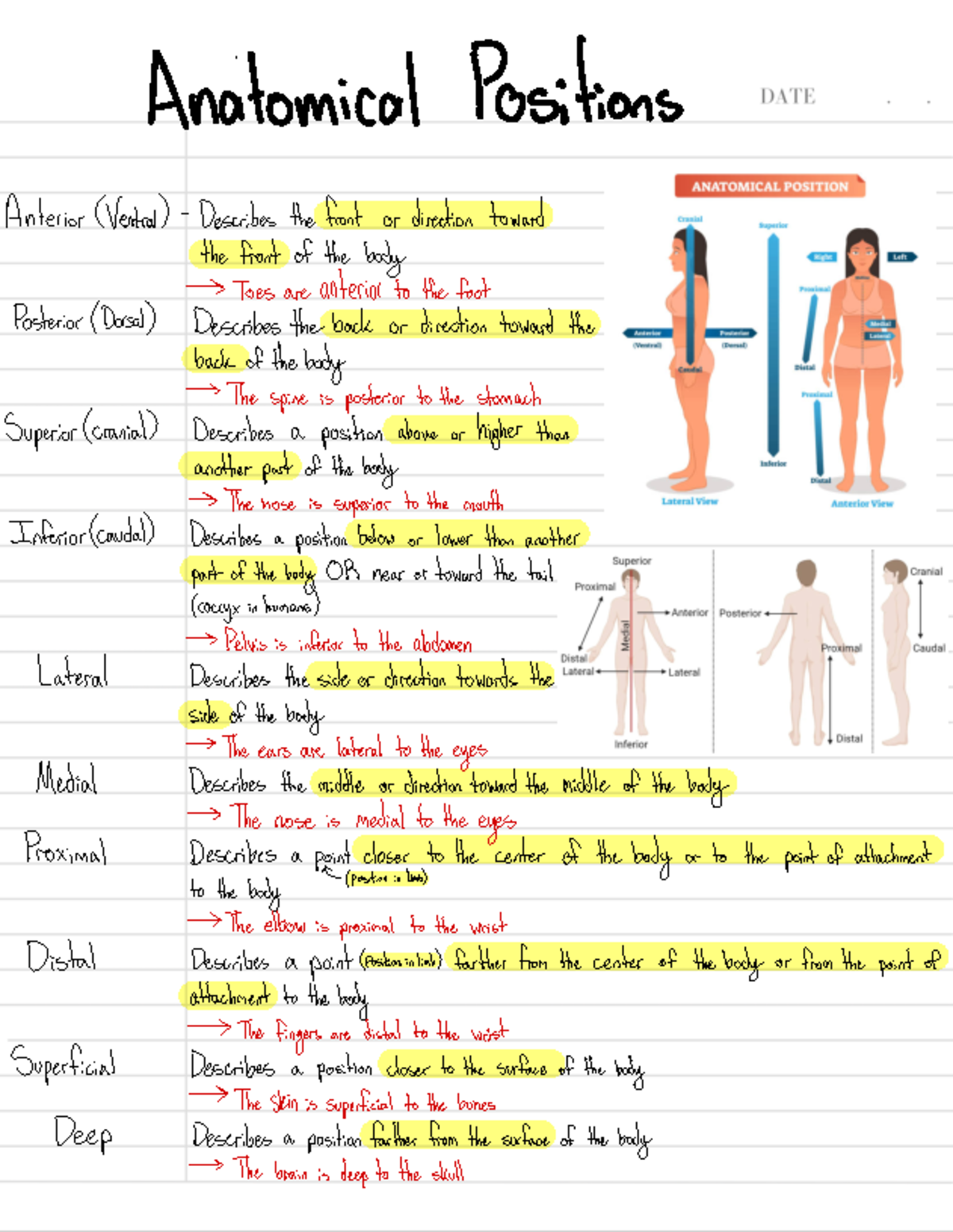 Anatomy - Lecture notes on introductory lesson. Includes body planes ...