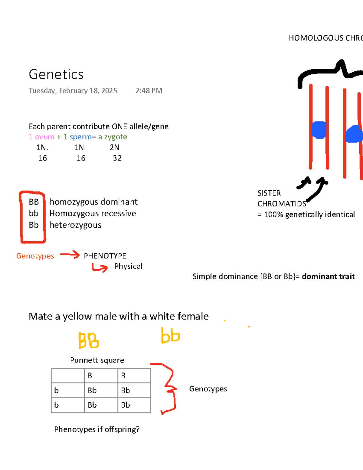 Genetics: Punnett Squares and Inheritance Patterns Explained - Each ...