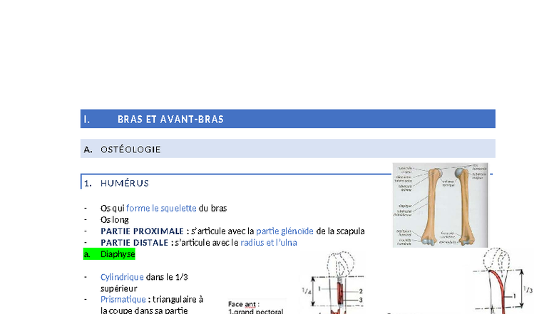 Bras et avant - notes de cours - I. BRAS ET AVANT-BRAS A. OSTÉOLOGIE 1 ...