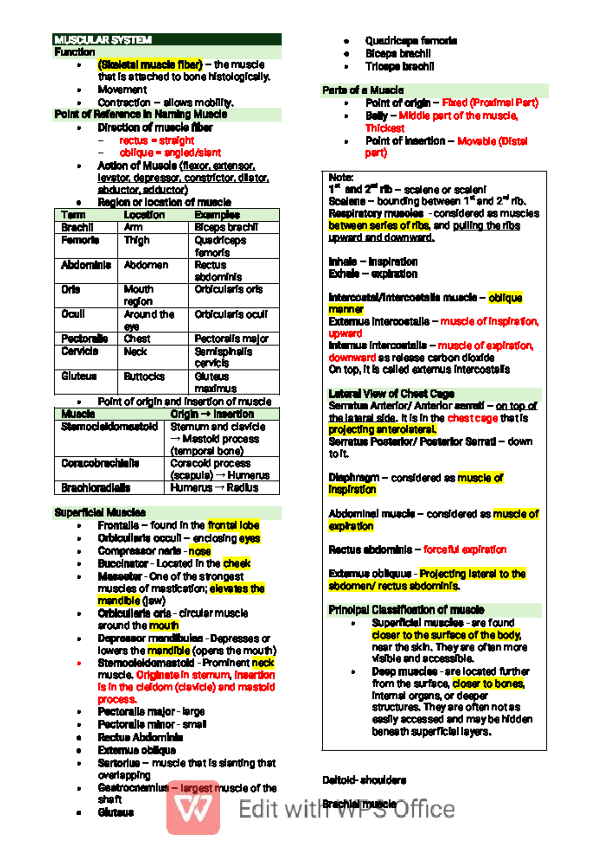 MUSCULAR SYSTEM: Functions, Muscle Types, and Anatomy Overview - Studocu