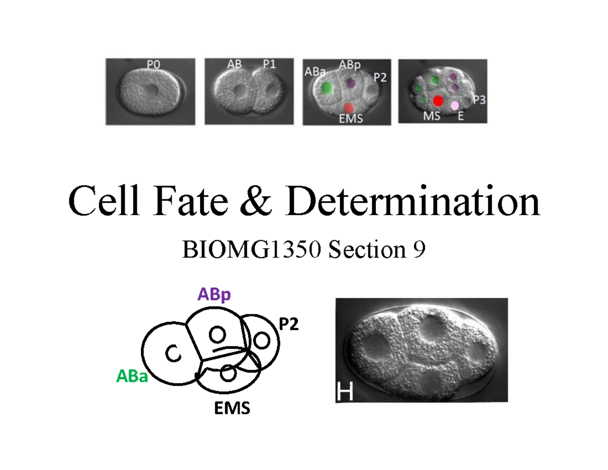 Cell Fate & Determination Concepts - BIOMG1350 Final Exam Study Guide ...
