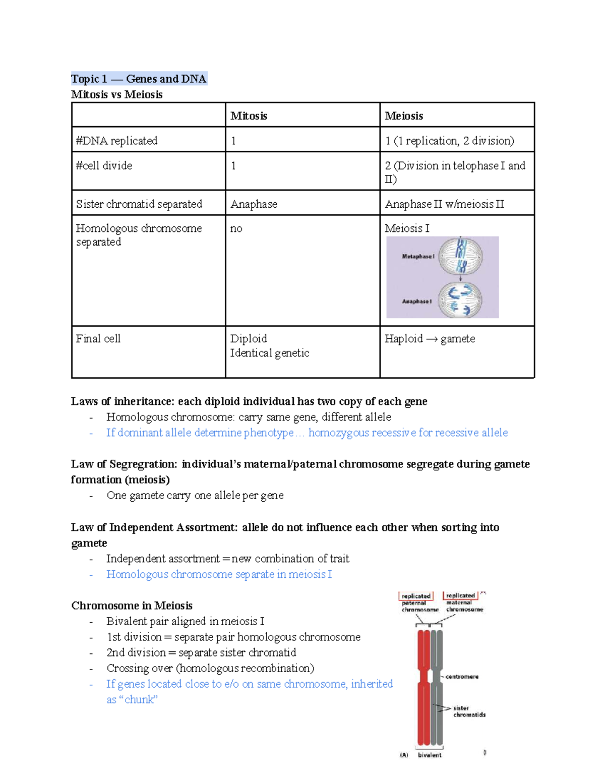 BIOB11 Final Exam Notes: Genes, DNA, Mitosis & Meiosis - Studocu