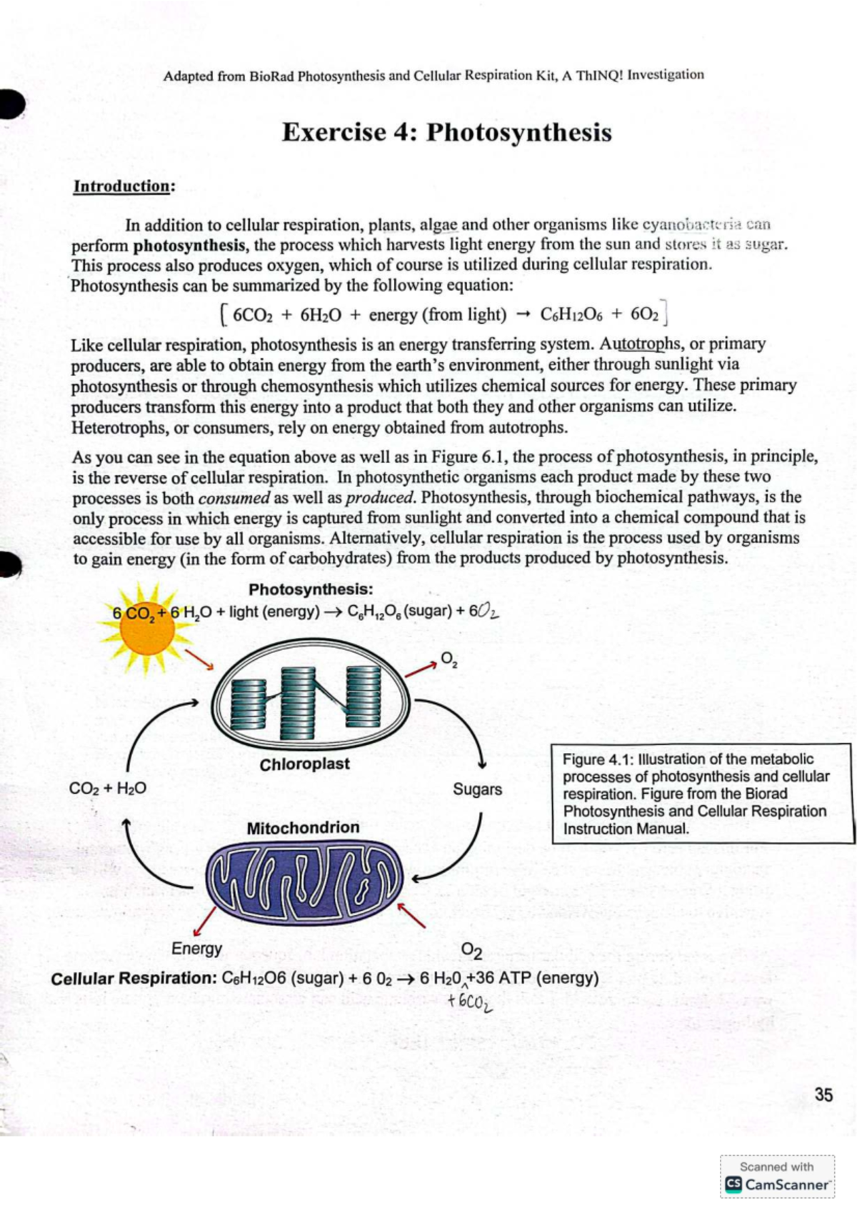 Lab Notes: Photosynthesis & Cellular Respiration Experiment (BIO 101 ...
