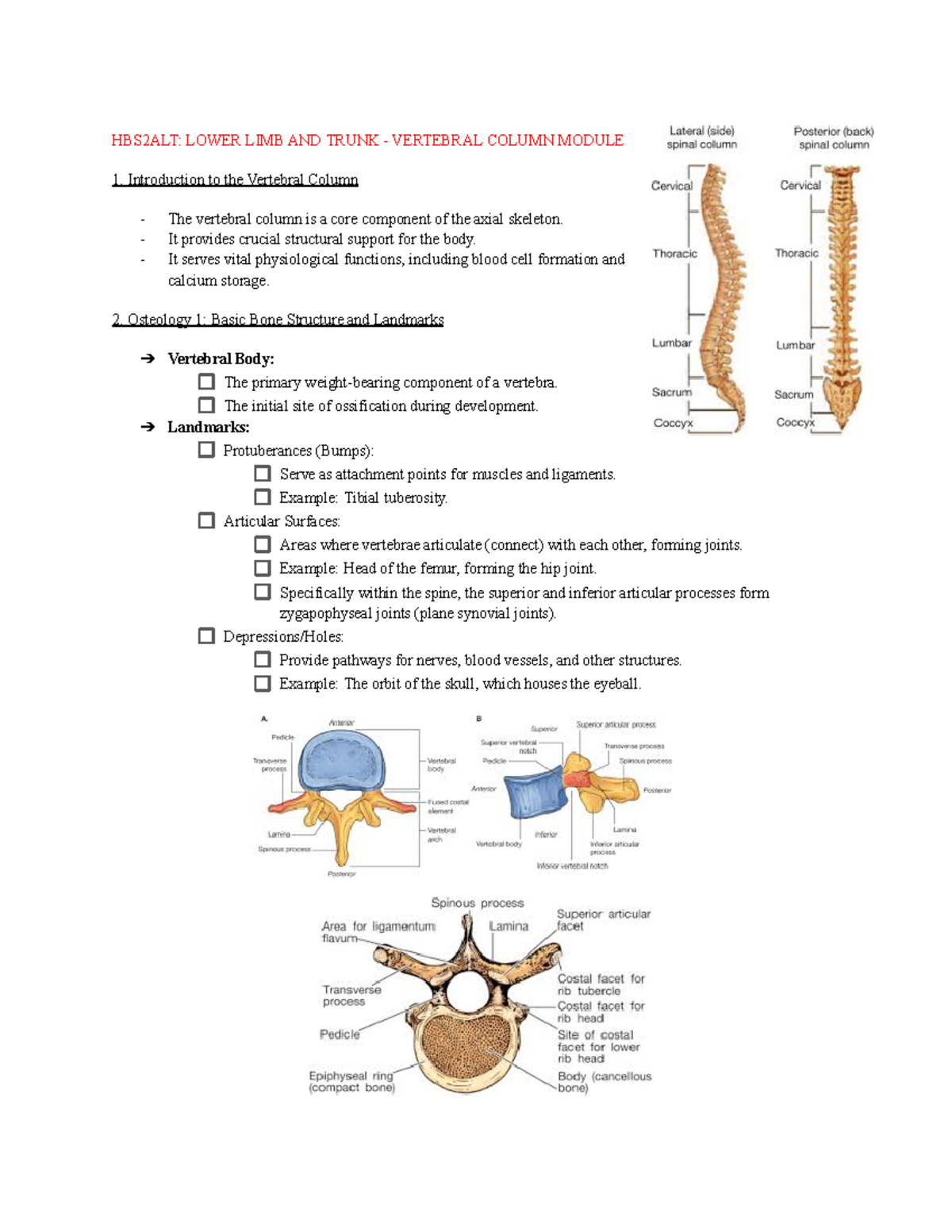 HBS2ALT Lower LIMB AND Trunk - Vertebral Column Module - HBS2ALT: LOWER ...