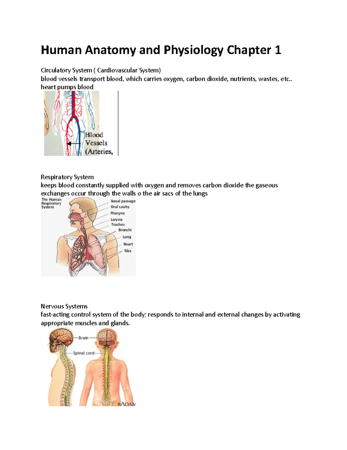 Human Anatomy and Physiology (Chapter 1) Overview with Images - Studocu