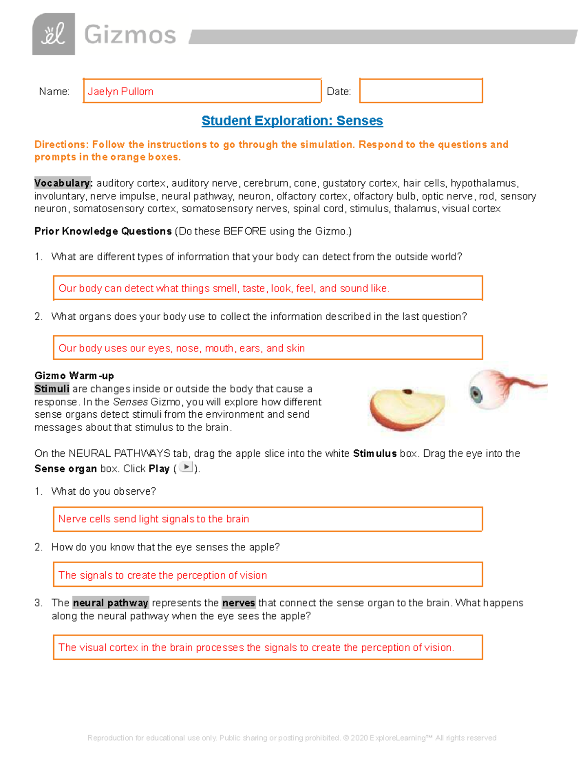 GIZMO Exploration: Understanding Senses and Neural Pathways - Studocu