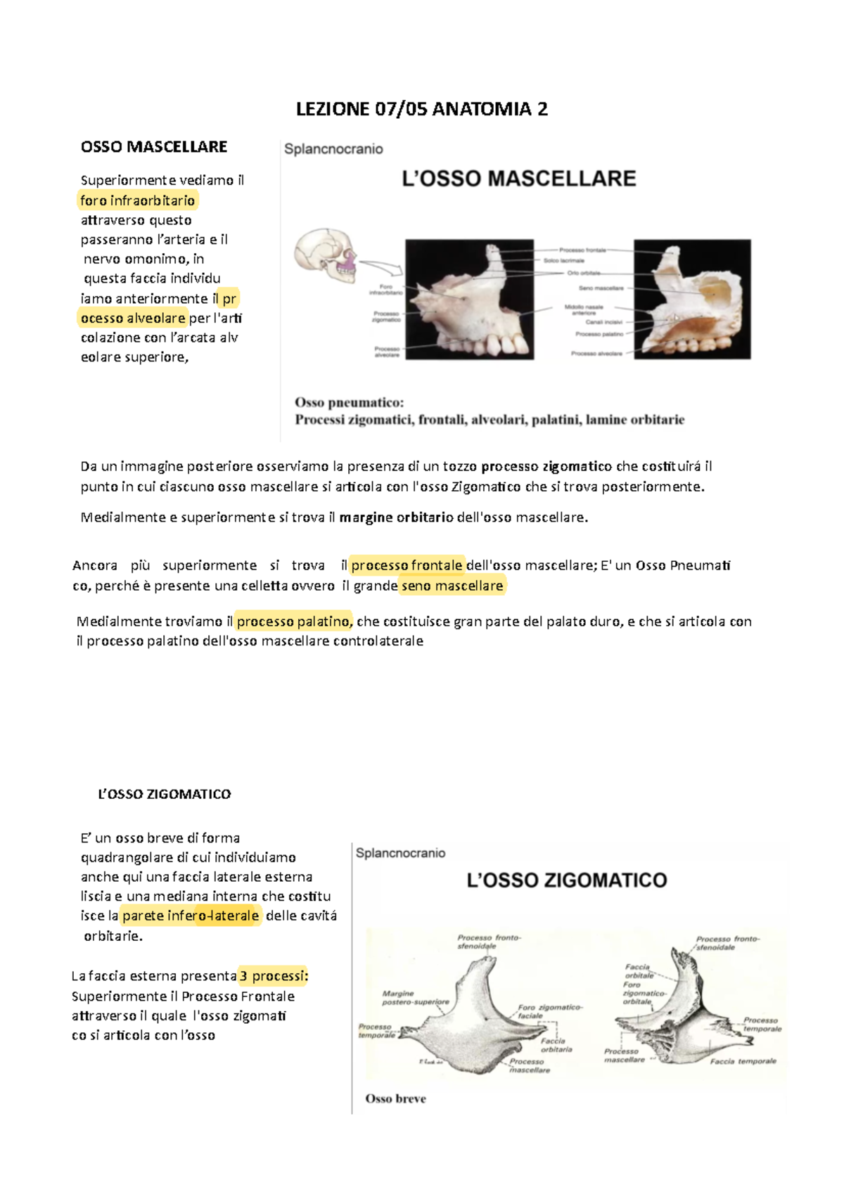 Anatomia 2: Studio dell'Osso Mascellare e Articolazioni - Studocu