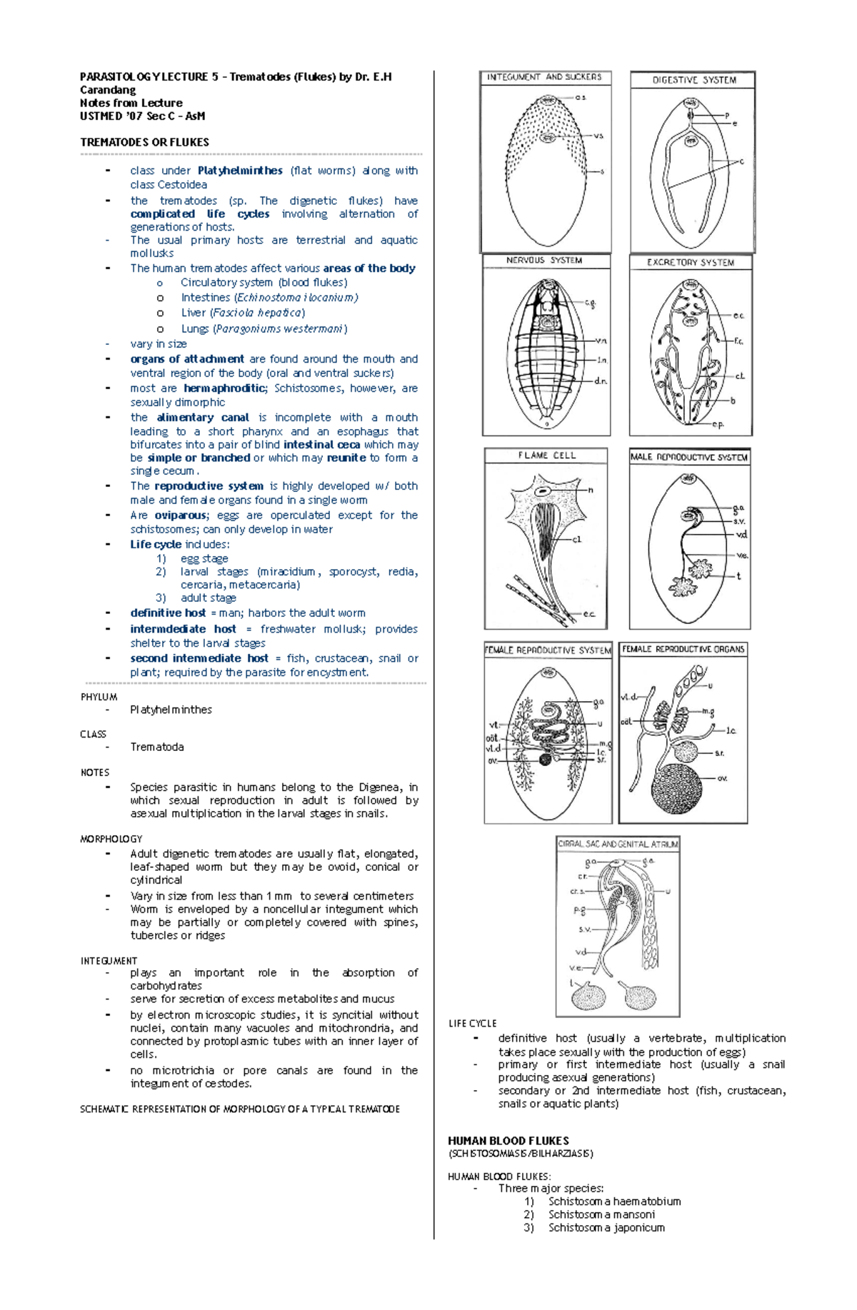 Trematodes (Flukes) Lecture Notes - USTMED '07 Sec C - Studocu