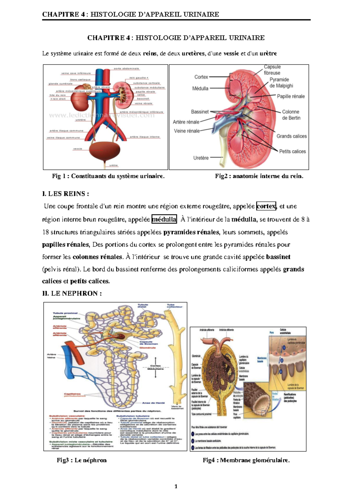 Histologie de l'Appareil Urinaire - Cours 6 Documentation Étudiante - Studocu