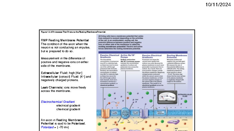 Understanding Action Potentials: Graded & Resting Membrane Potentials ...
