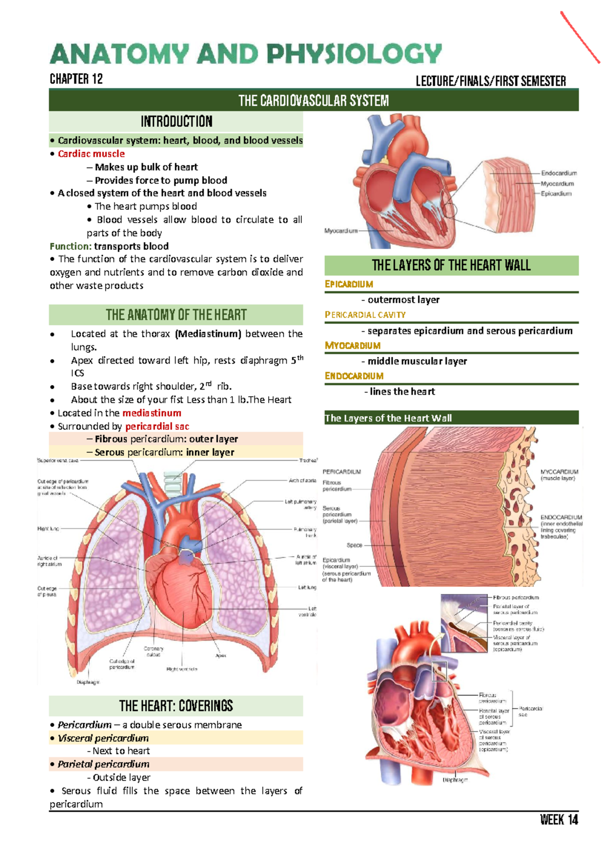 WEEK 14 Chapter 12: The Cardiovascular System Overview - Studocu
