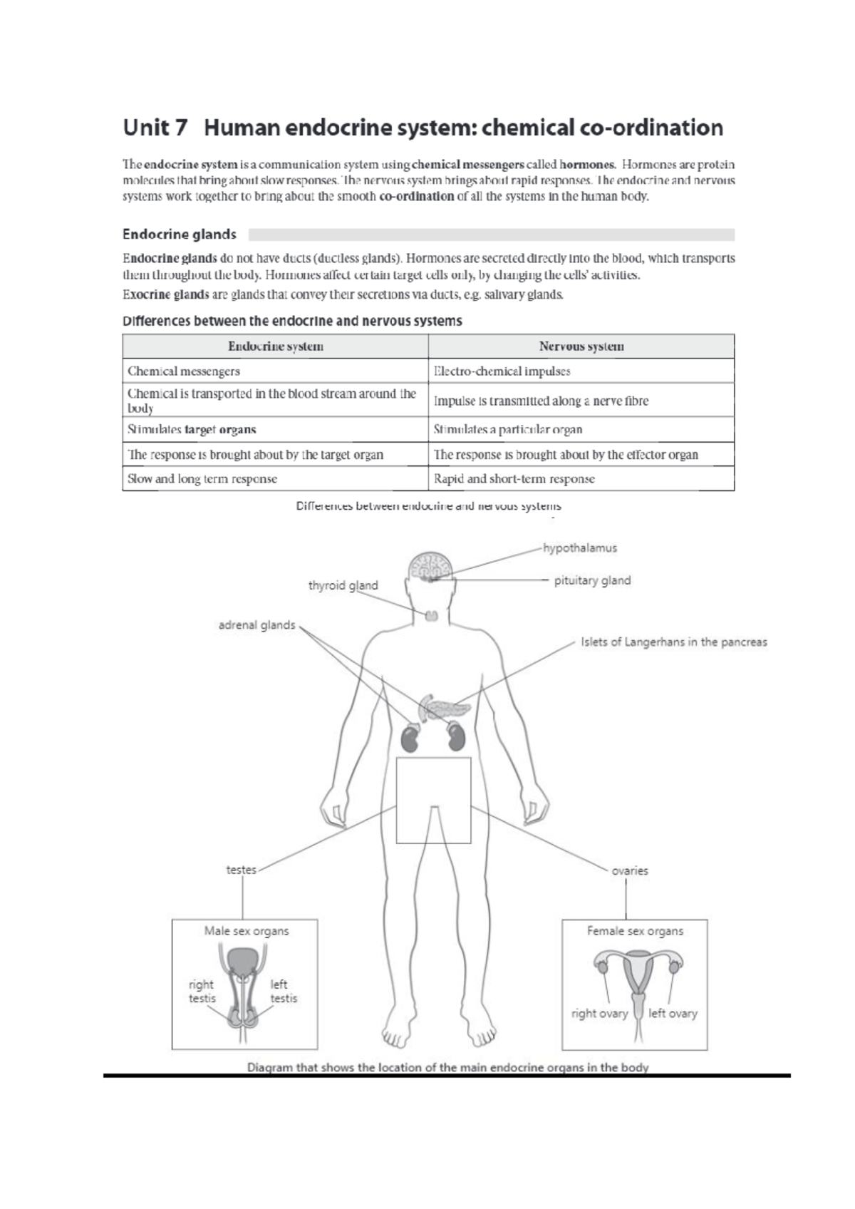 Unit 7: Human Endocrine System Overview and Functions - Studocu