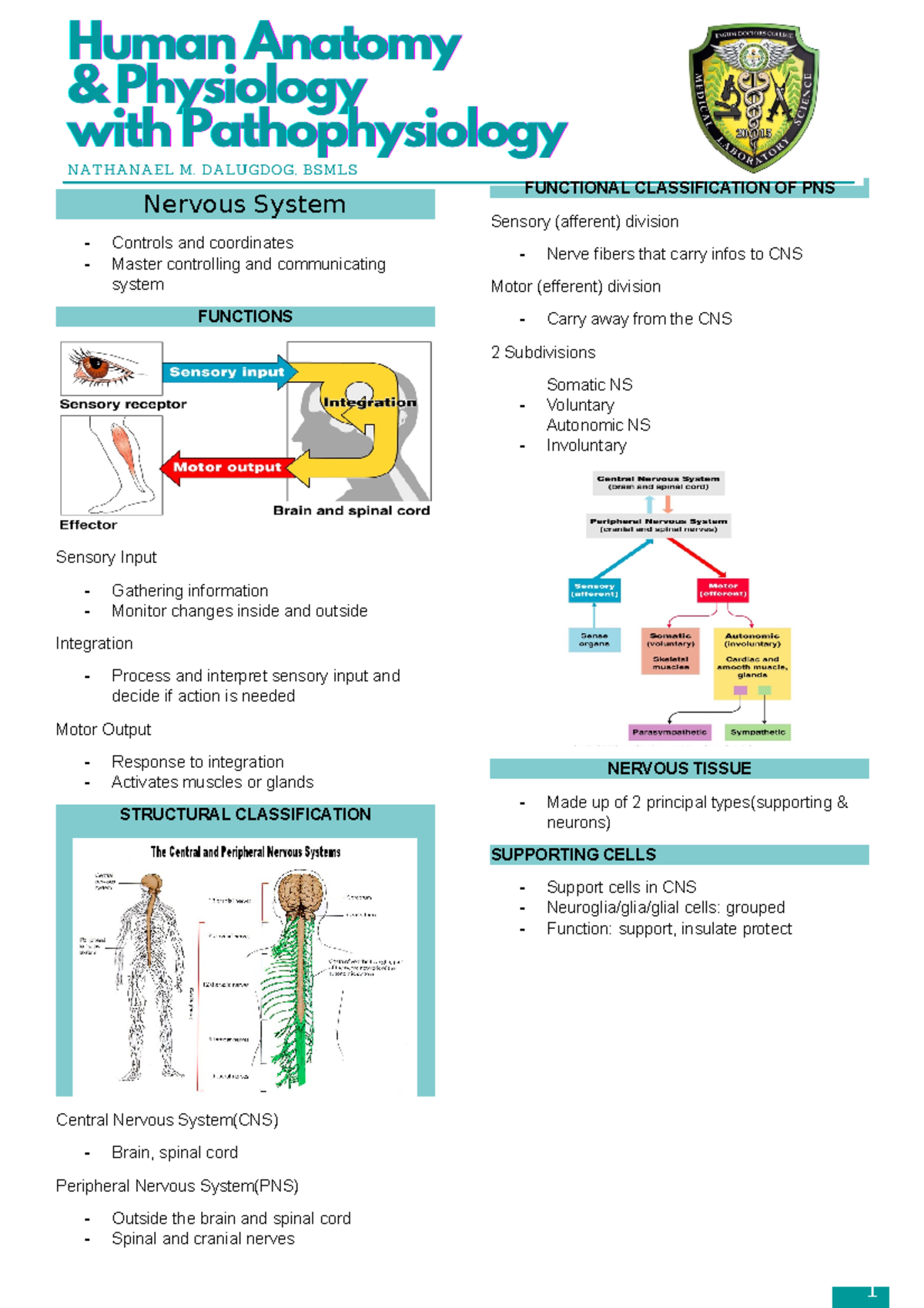 ANATOMY AND PHYSIOLOGY WITH PATHOPHYSIOLOGY- Nervous System (notes ...