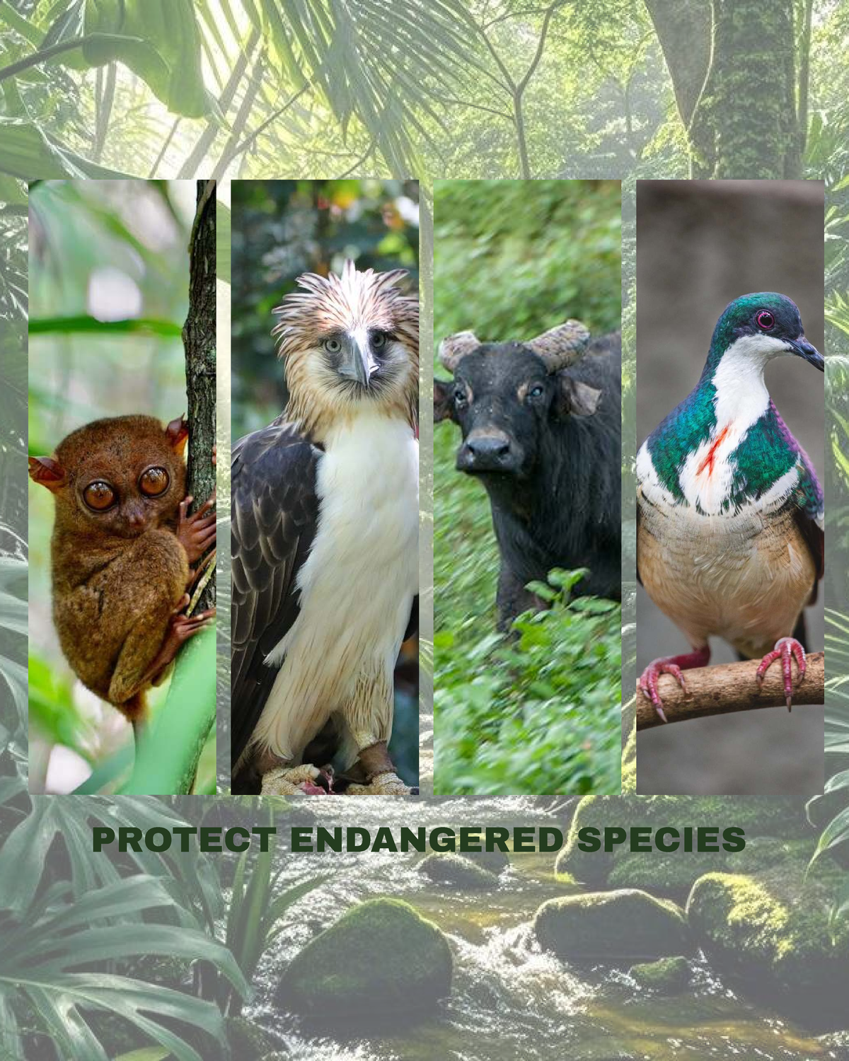 Aa - Posters on Protecting Endangered Species - Studocu