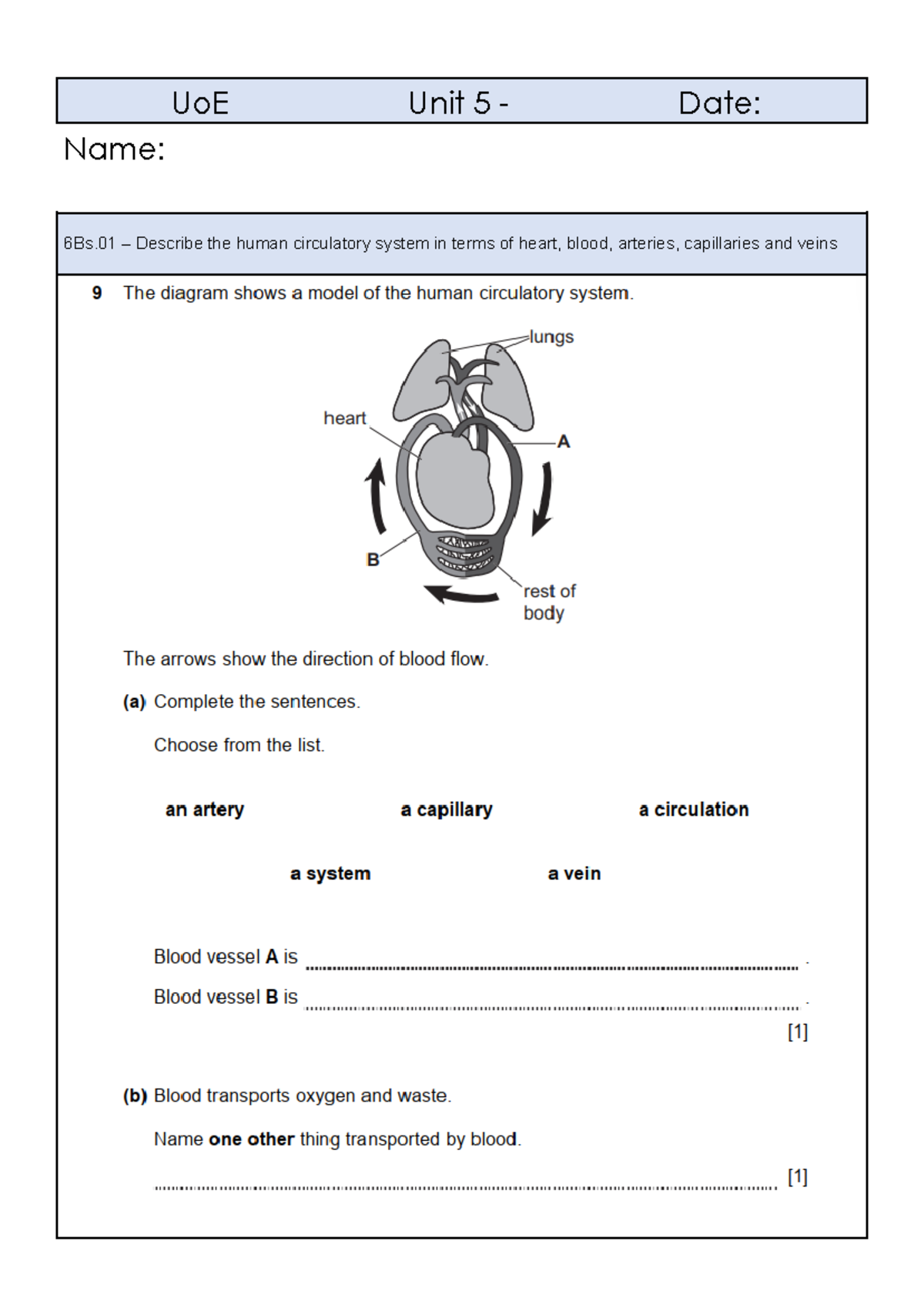 Unit 5 Test: Human Circulatory & Respiratory Systems Overview - Studocu