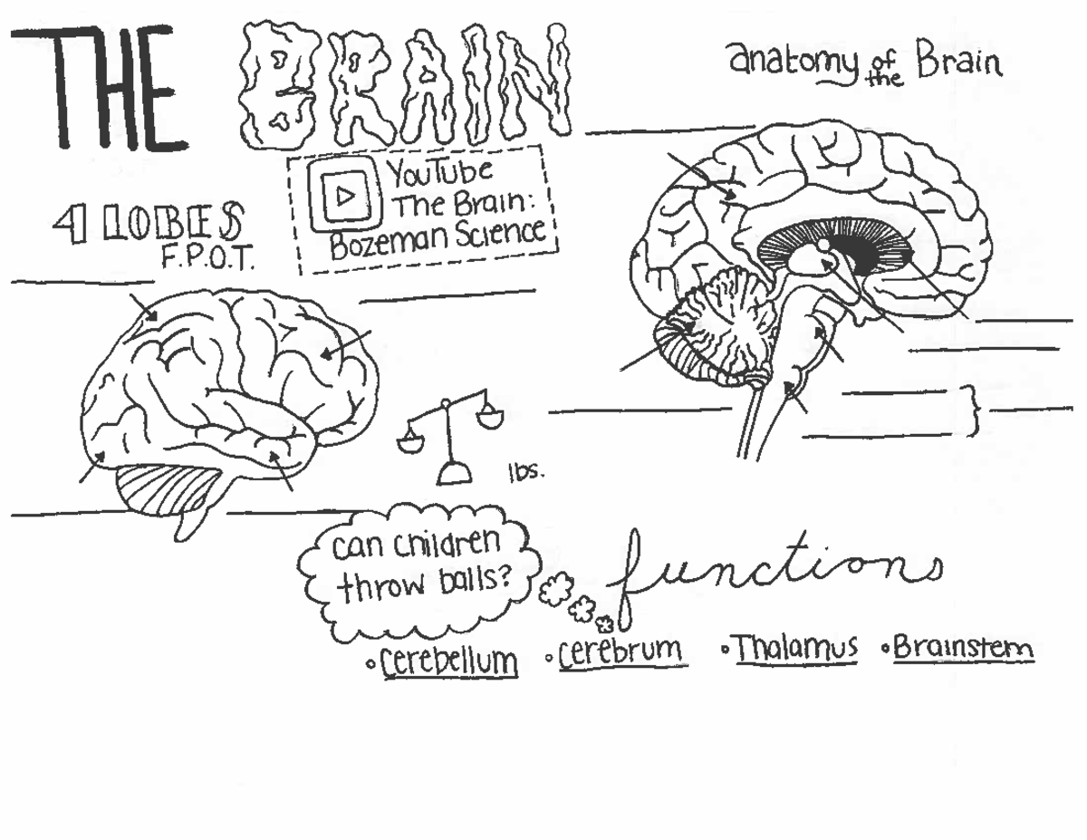 Unit 9: Body Systems Doodle Notes - Anatomy & Functions Overview - Studocu